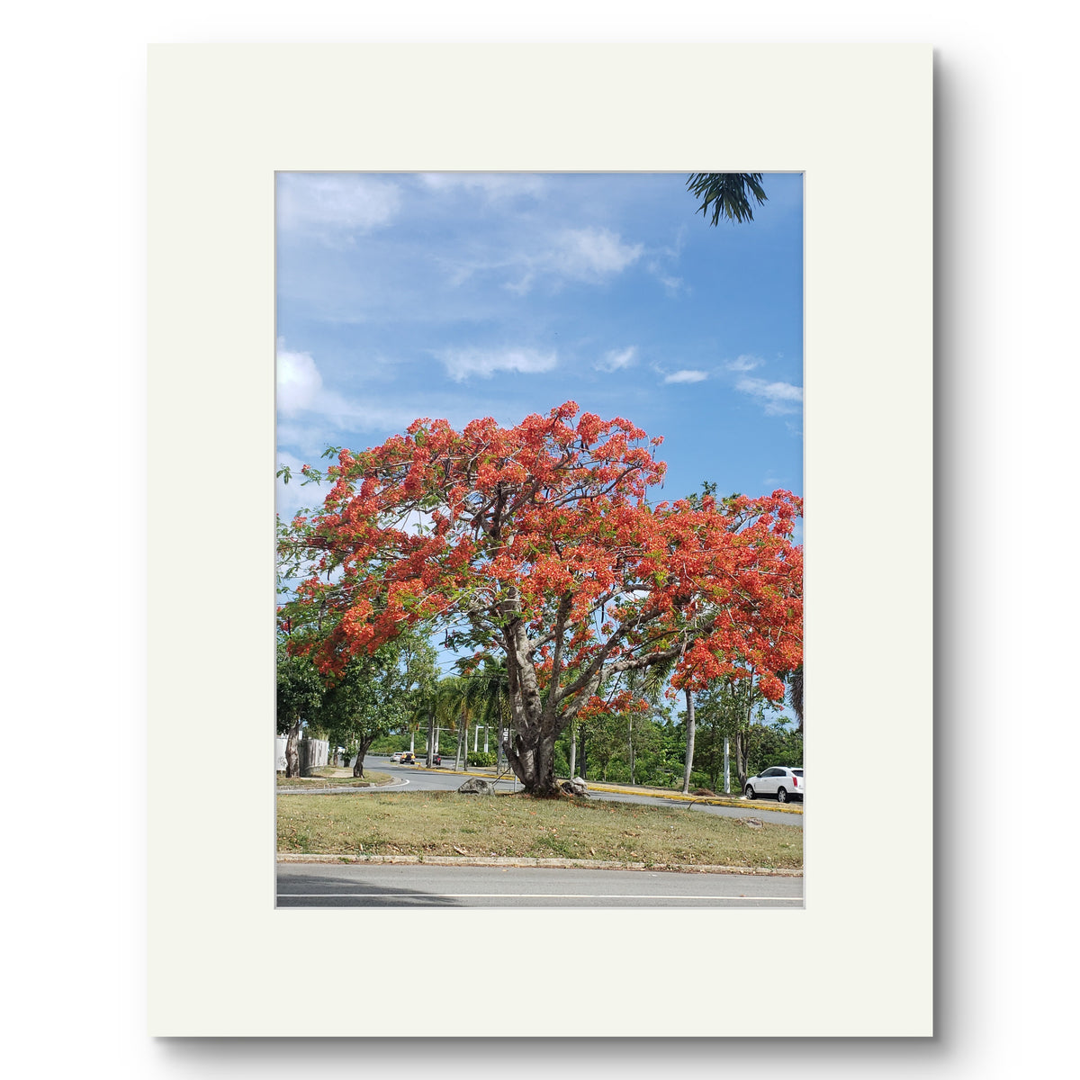 BEST PHOTOS FLAMBOYAN TREES PUERTO RICO – Puerto Rico Landscapes