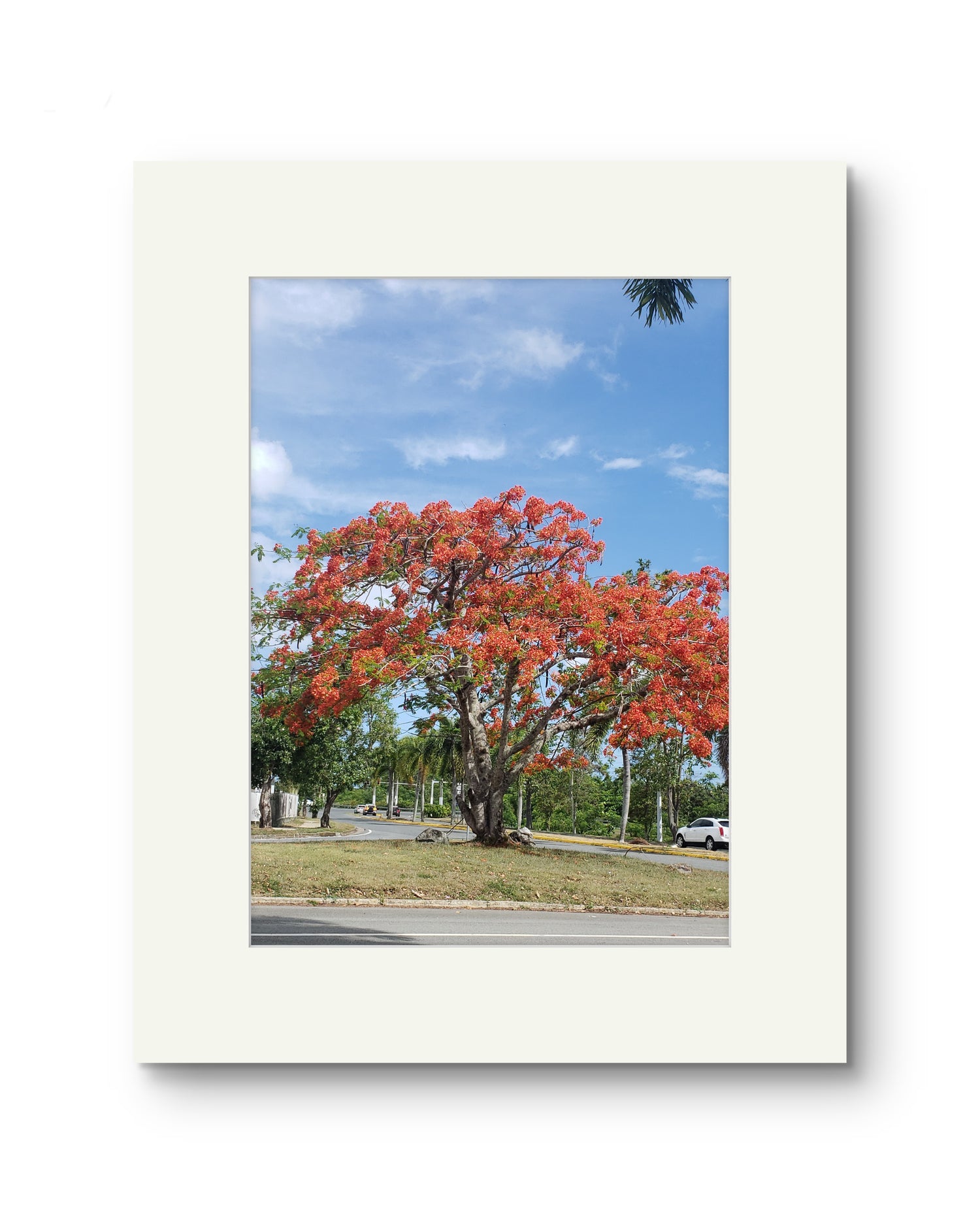 BEST PHOTOS FLAMBOYAN TREES PUERTO RICO – Puerto Rico Landscapes